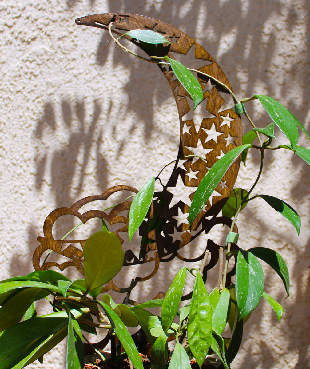 Crescent Moon Plant Trellis – Datura Trading